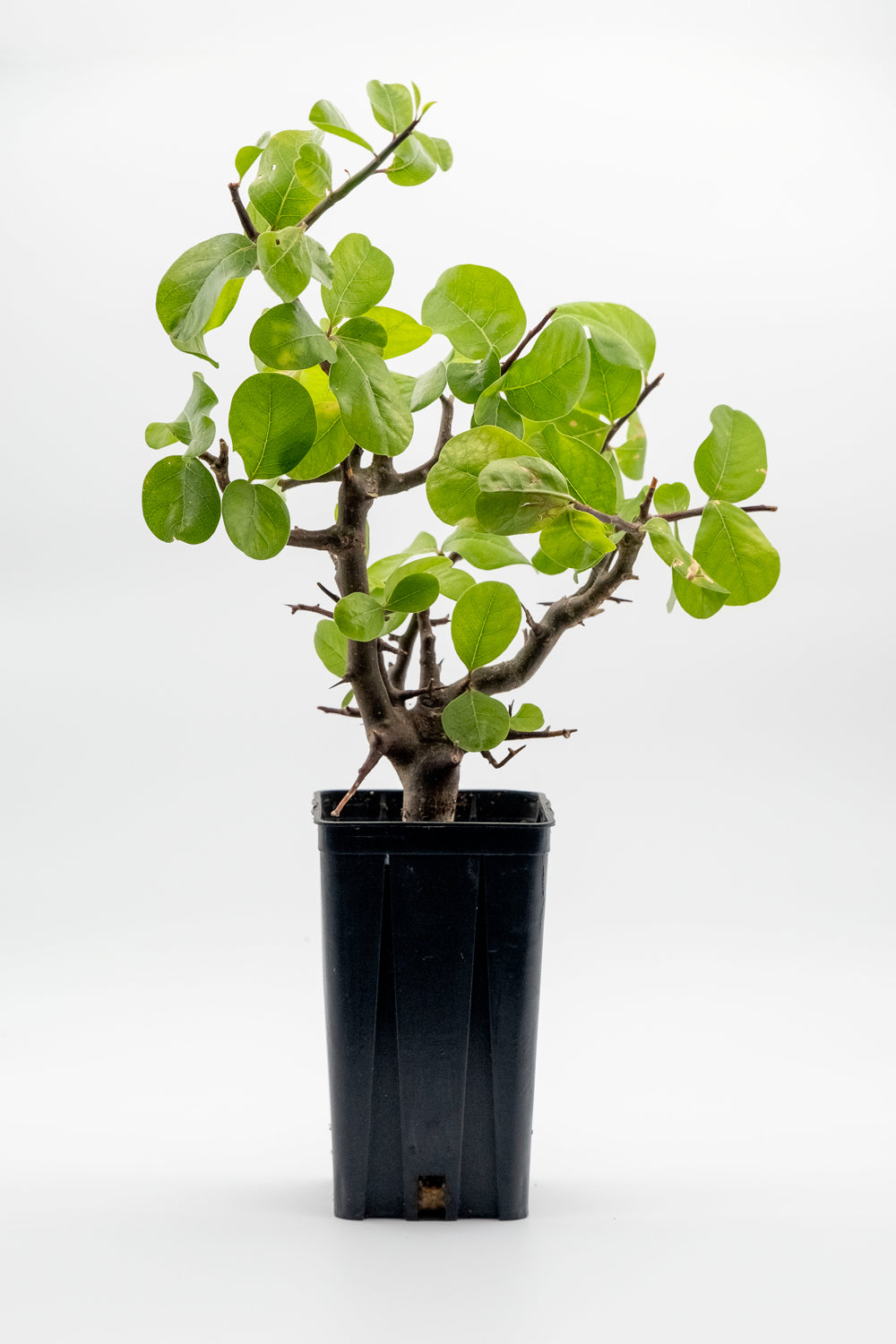 commiphora Rostrata V reflexa – Jardinerie Akou