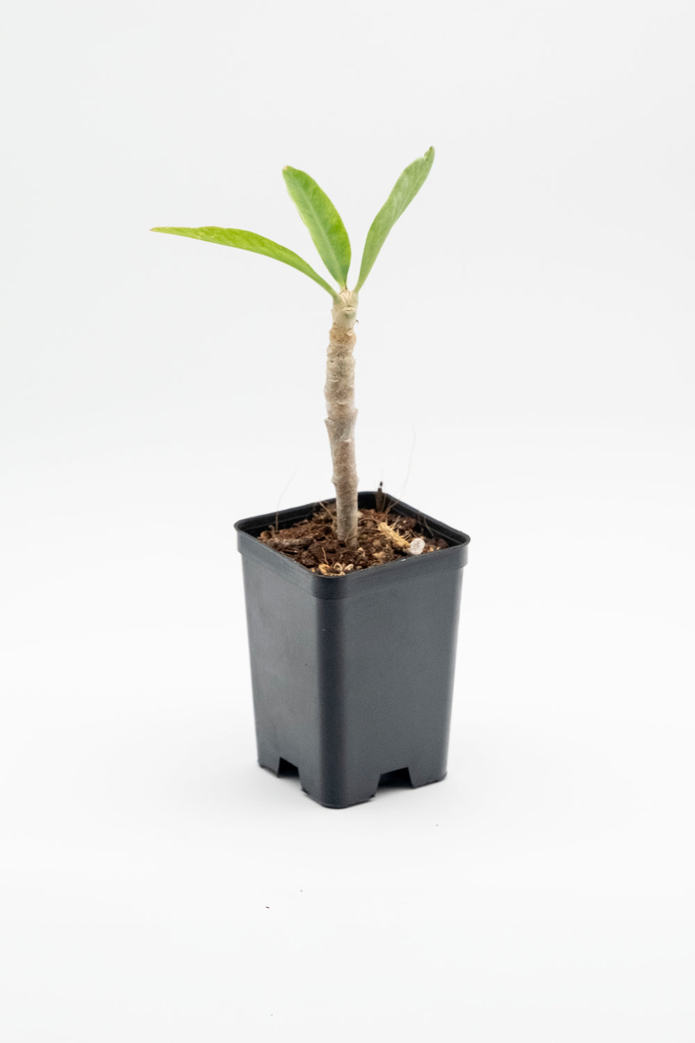 euphorbia monteroi jeune plant - Jardinerie Akou